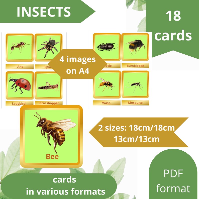 Montessori Insect Nomenclature Cards - Printable A4 Size for ...