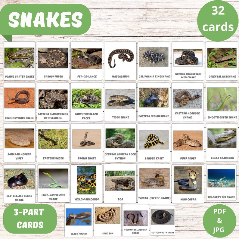 Educational Snakes Flashcards for Kids| 32 Snakes Flash Cards ...
