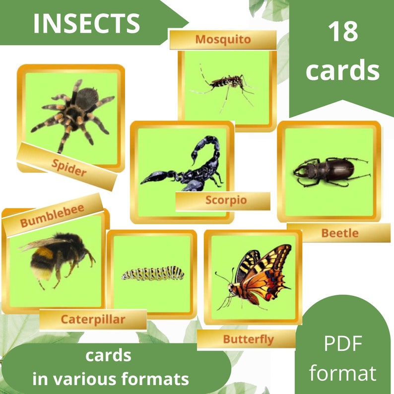 Montessori Insect Nomenclature Cards - Printable A4 Size for ...