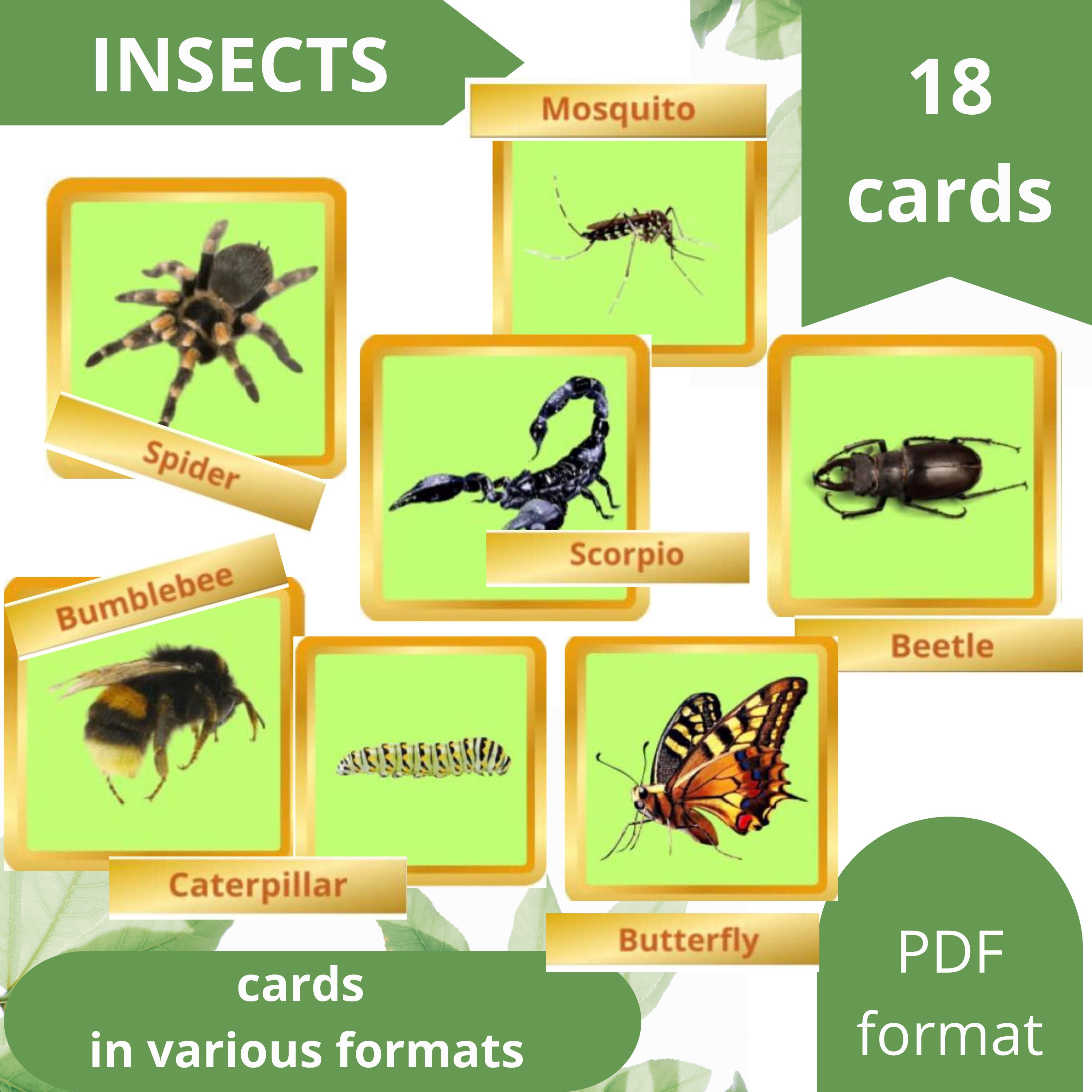 Montessori Insect Nomenclature Cards - Printable A4 Size for ...