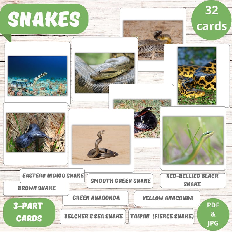 Snakes Flashcards: Montessori Learning Cards (PDF & JPG) - Etsy