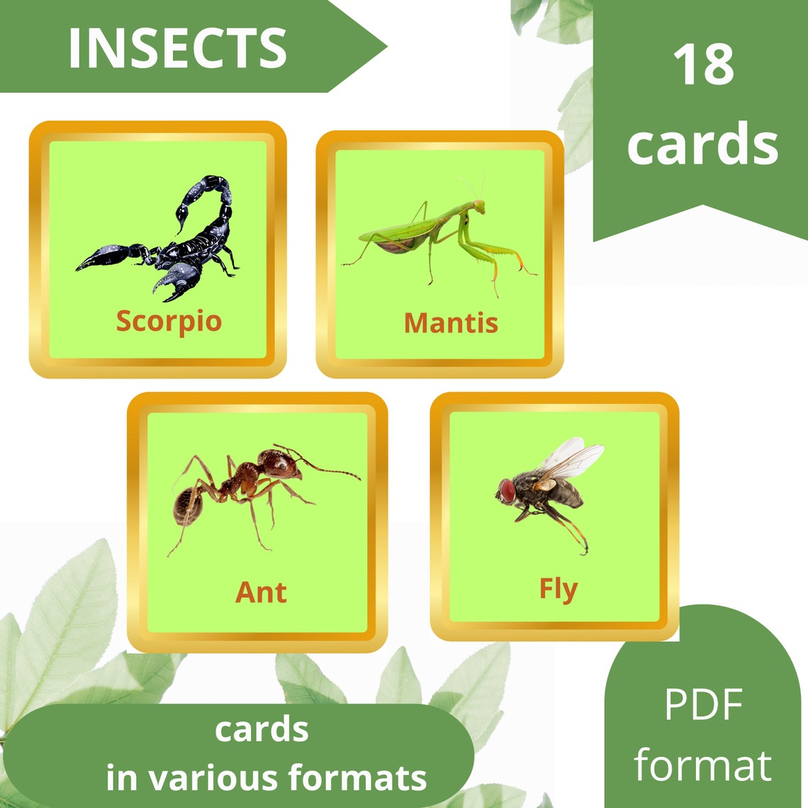 Montessori Insect Nomenclature Cards - Printable A4 Size for ...