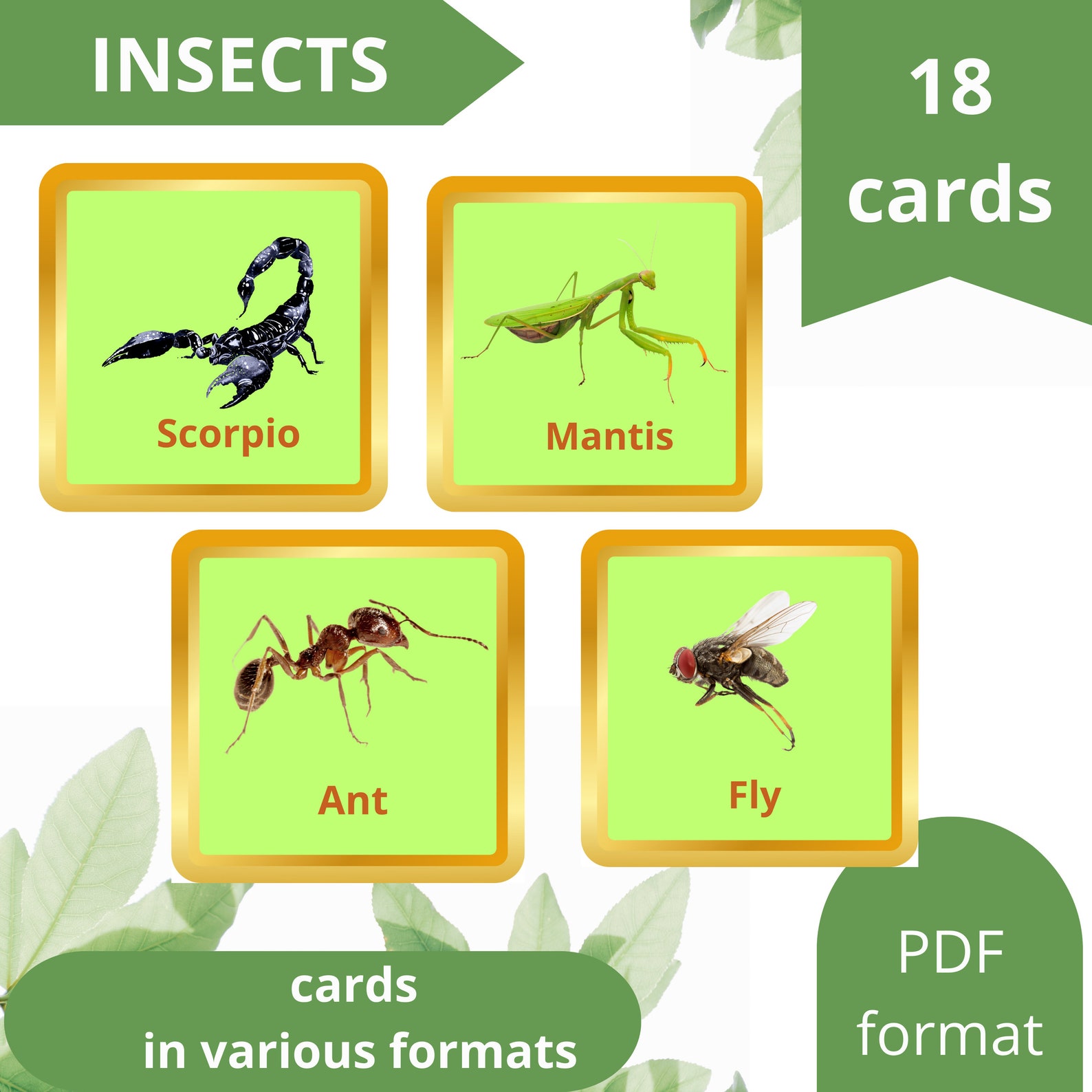Montessori Insect Nomenclature Cards - Printable A4 Size for ...