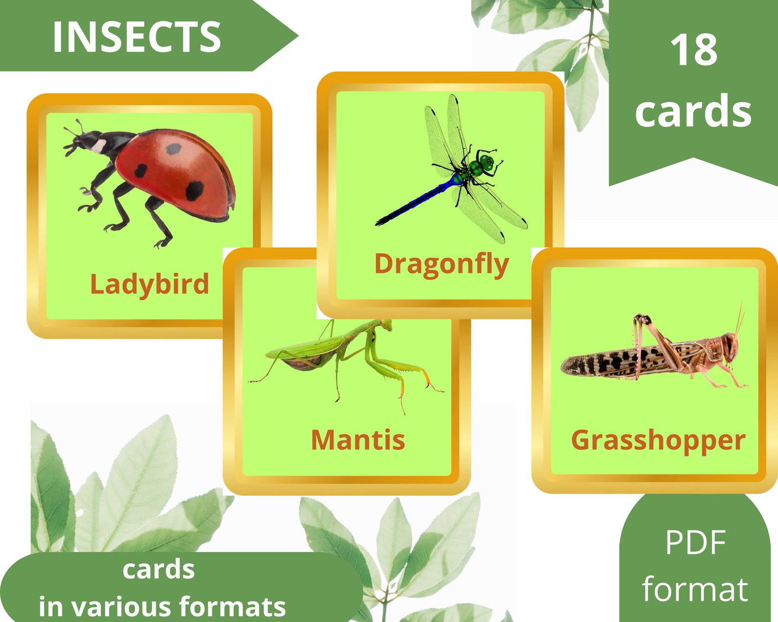 Montessori Insect Nomenclature Cards - Printable A4 Size for ...