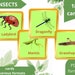 Montessori Insect Nomenclature Cards - Printable A4 Size for ...