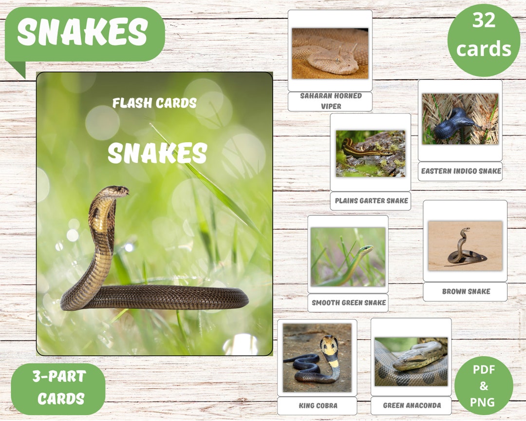 Educational Snakes Flashcards for Kids 32 Snakes Flash Cards Montessori ...
