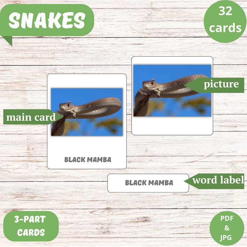 Educational Snakes Flashcards for Kids| 32 Snakes Flash Cards ...