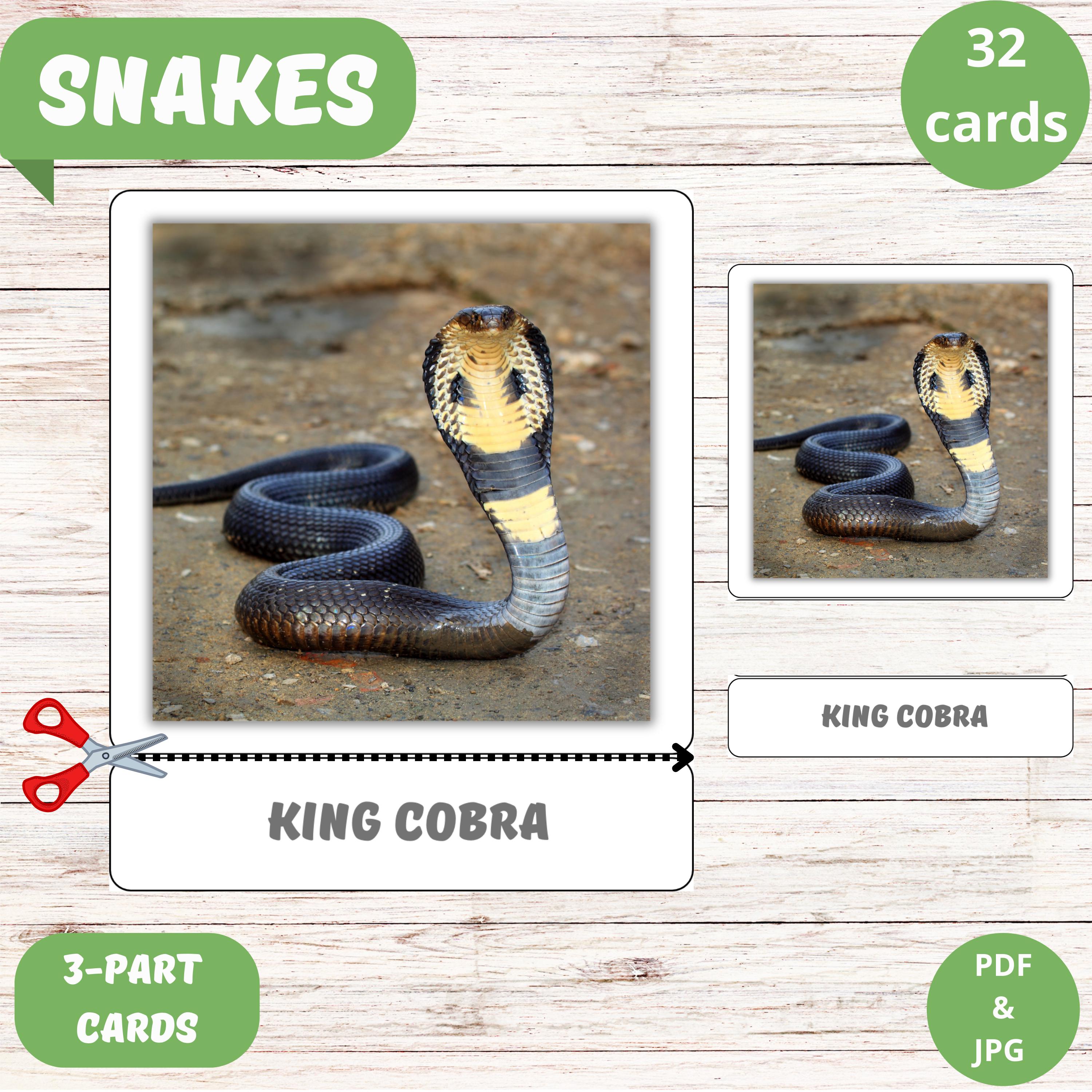 Snakes Flashcards: Montessori Learning Cards (PDF & JPG) - Etsy