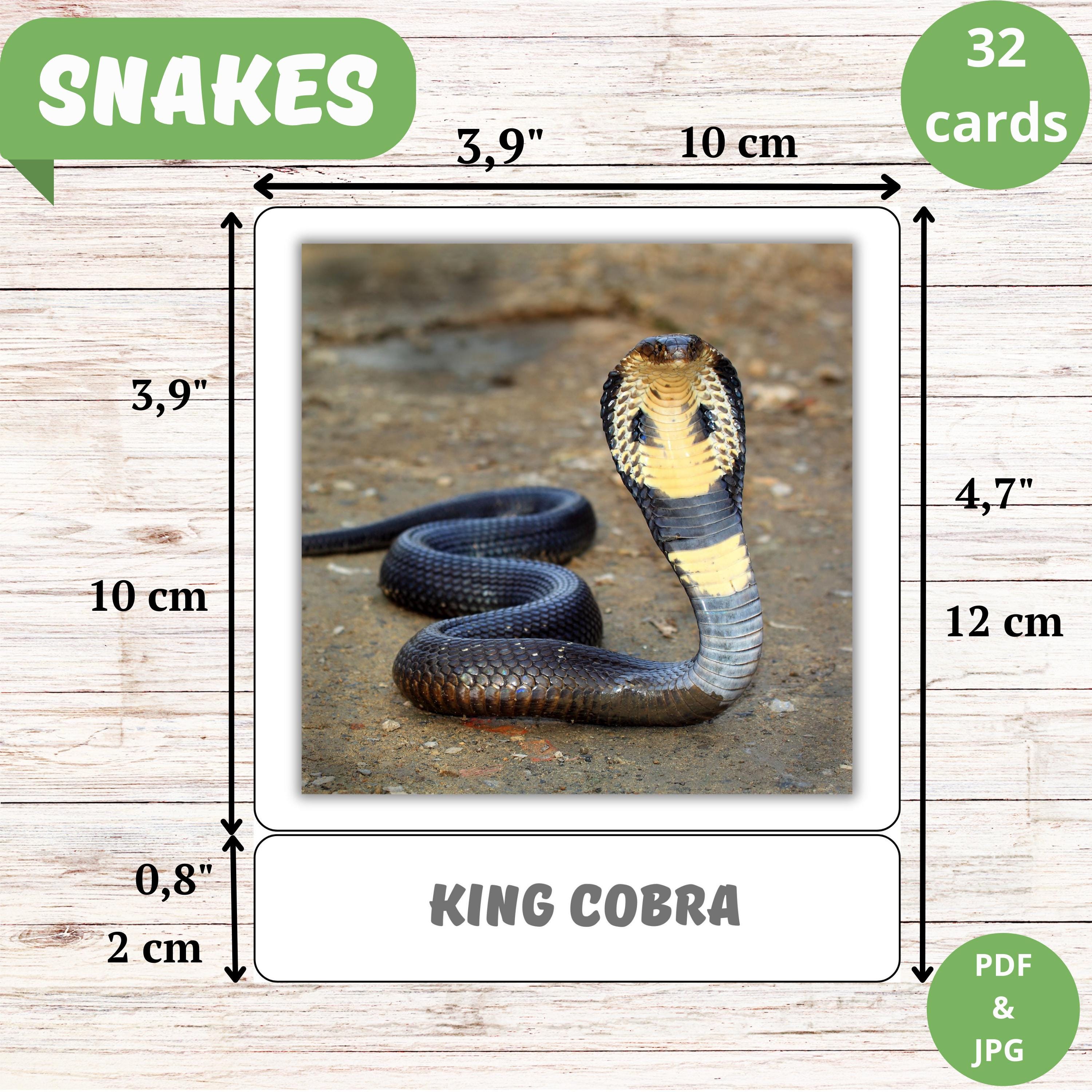 Snakes Flashcards: Montessori Learning Cards (PDF & JPG) - Etsy