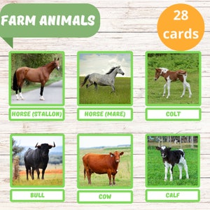 Farm Animal Flashcards Engaging Montessori Learning Tools Fun ...
