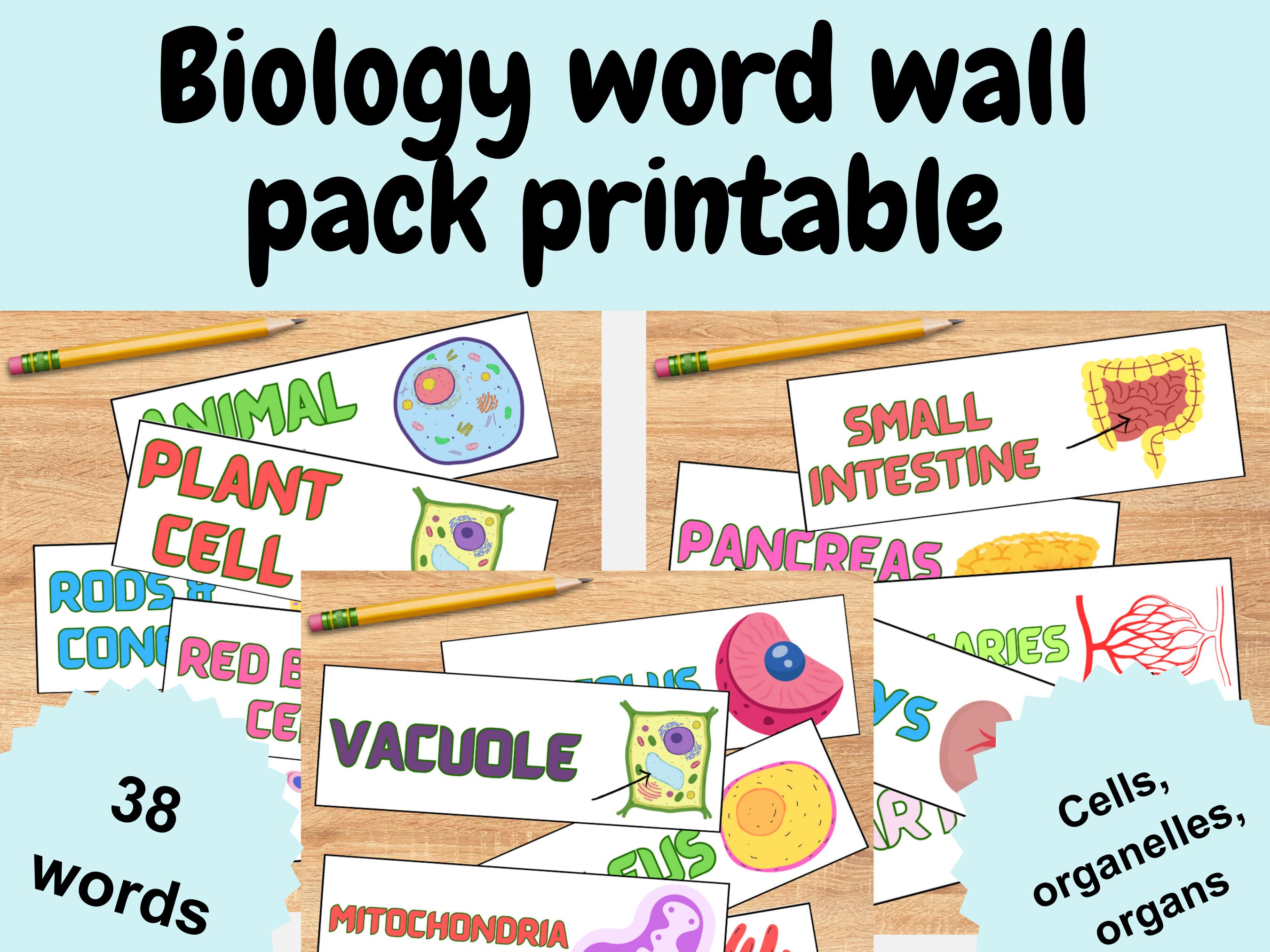 Biology Word Wall Flash Card Pack | Anatomy | Cell Biology | Lab Notes ...