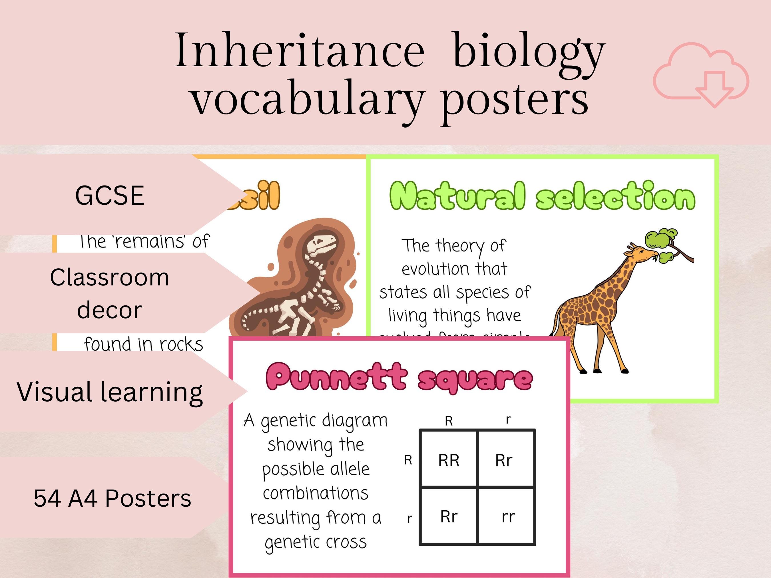 GCSE | Inheritance | Biology | Science | Vocabulary | Word Posters ...