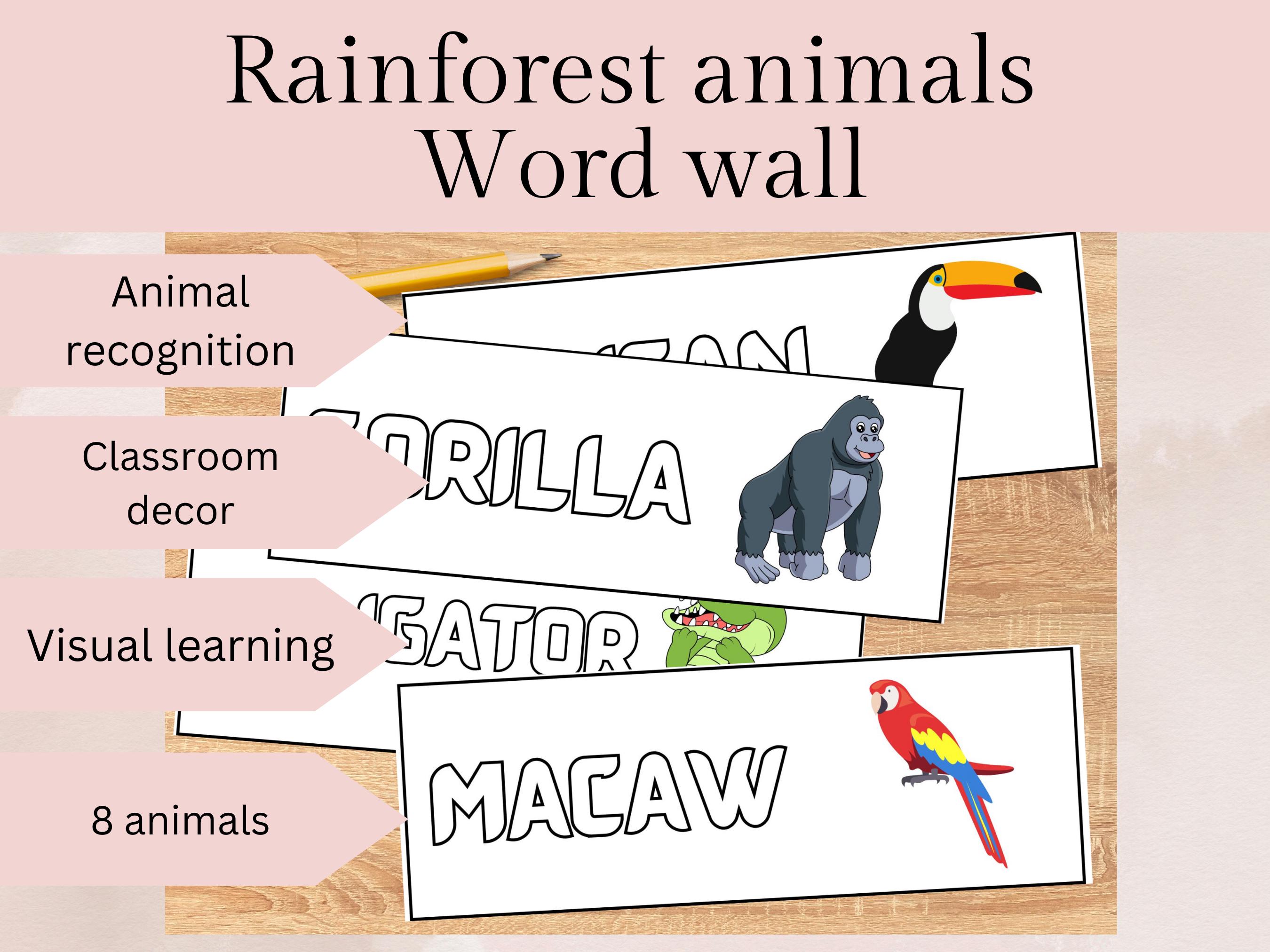 Jungle | Animal Word Wall | Rainforest | Flash Card Pack | Primary ...