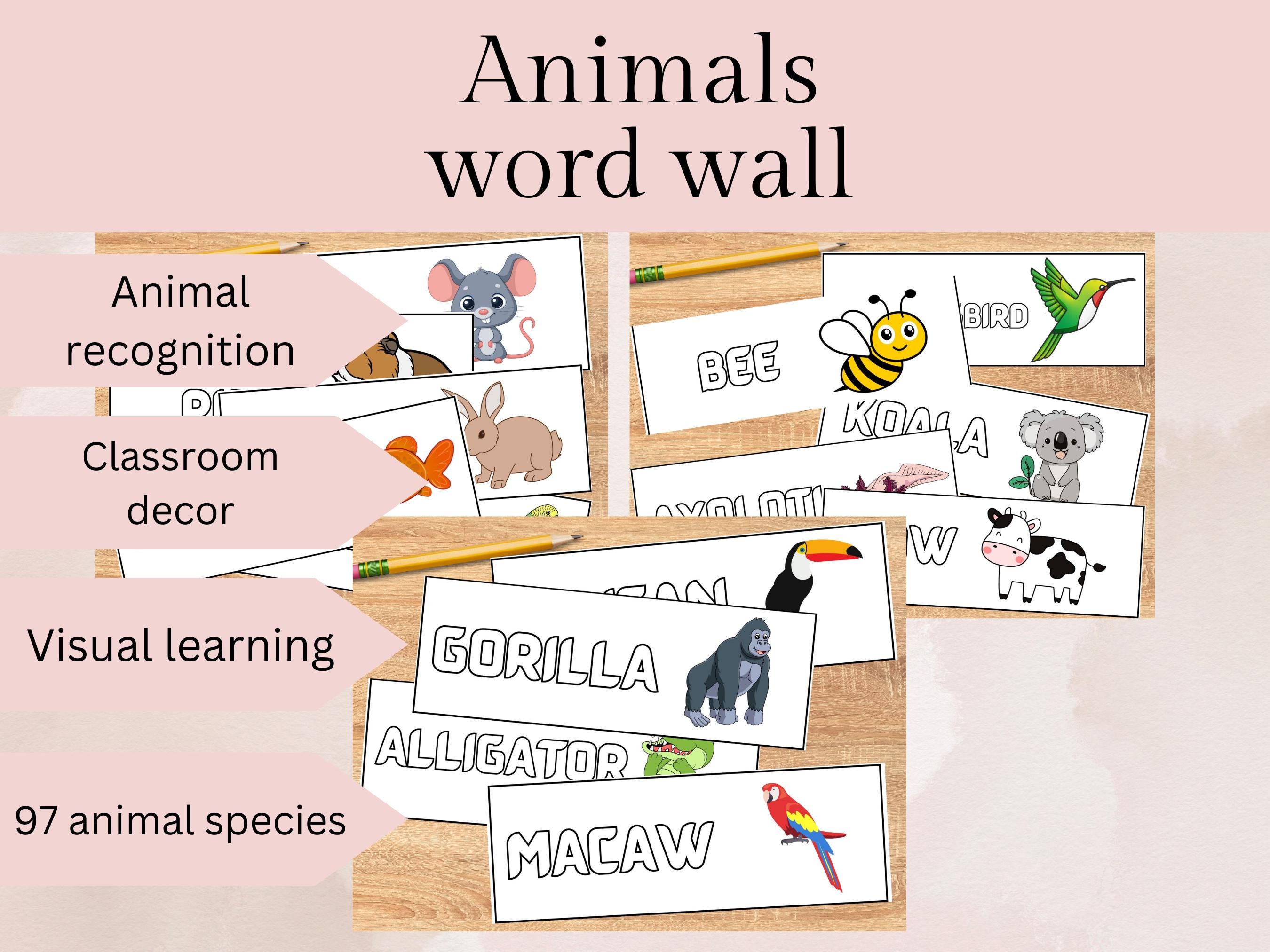 Animal Word Wall | Flash Card Pack | Primary | Animal | Classroom ...