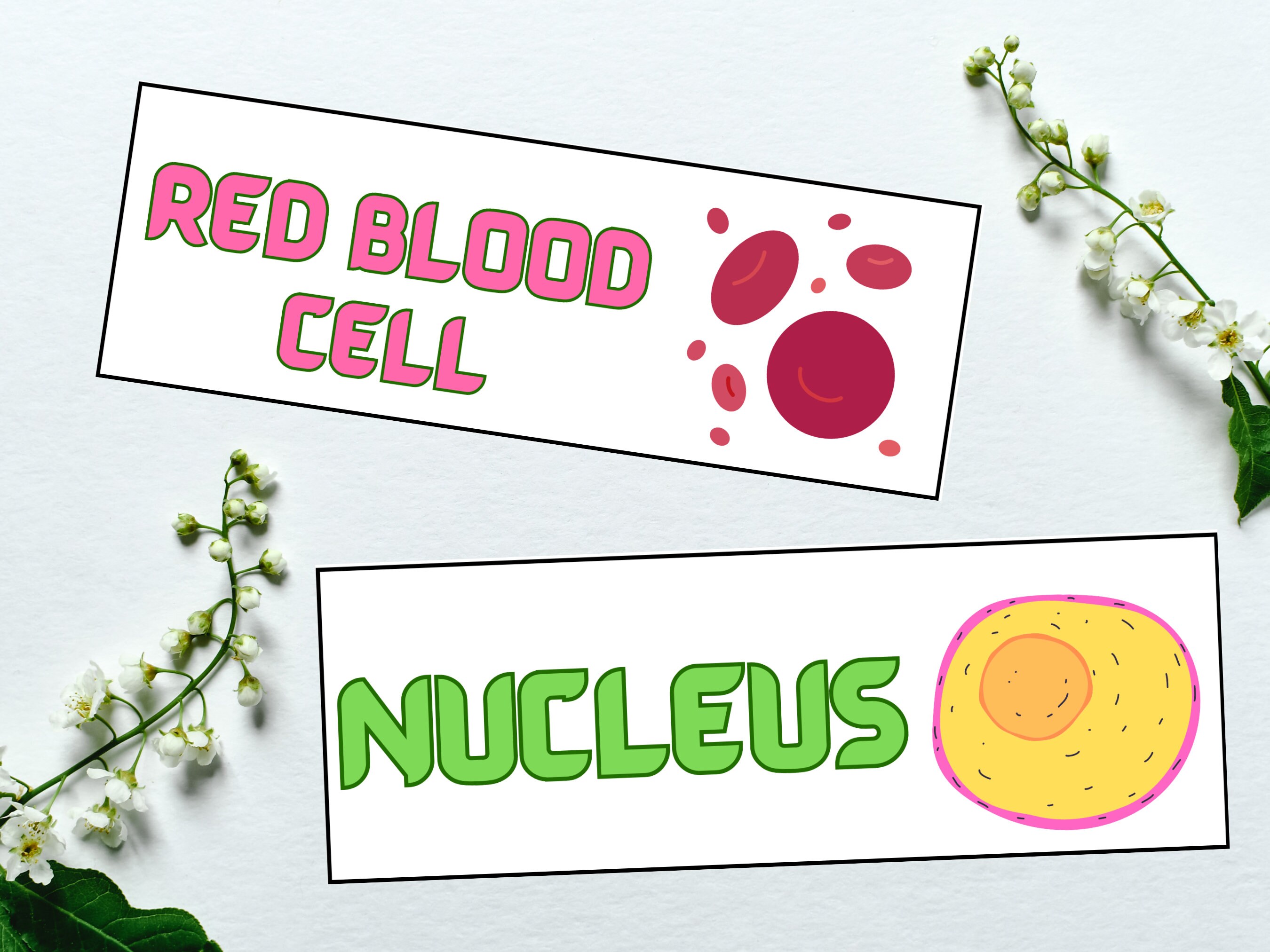 Biology Word Wall Flash Card Pack | Anatomy | Cell Biology | Lab Notes ...