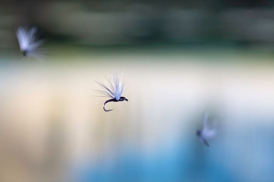 6 Count Pack of Queen City Flys "no-see-um" Dry Fly Midge - Etsy
