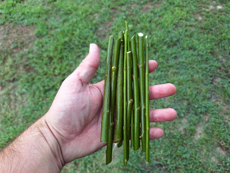 Hybrid Willow Cuttings - Etsy