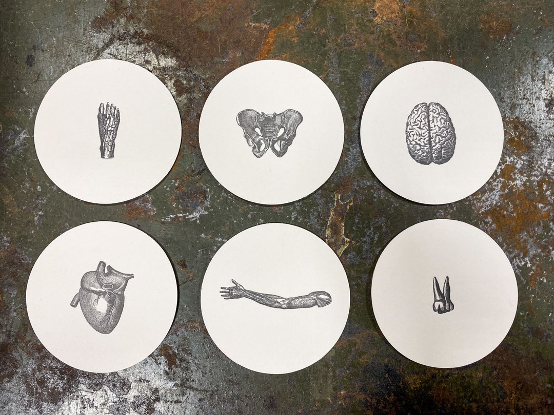 The Anatomy Collection- Limited Edition Coaster Collection, Set of 12 ...