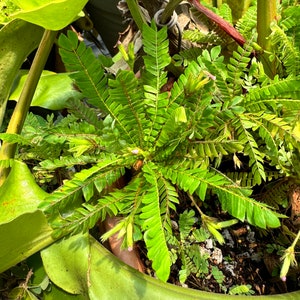 Asian Sensitive Plant (biophytum Sensitivum) - Plants Available - Etsy