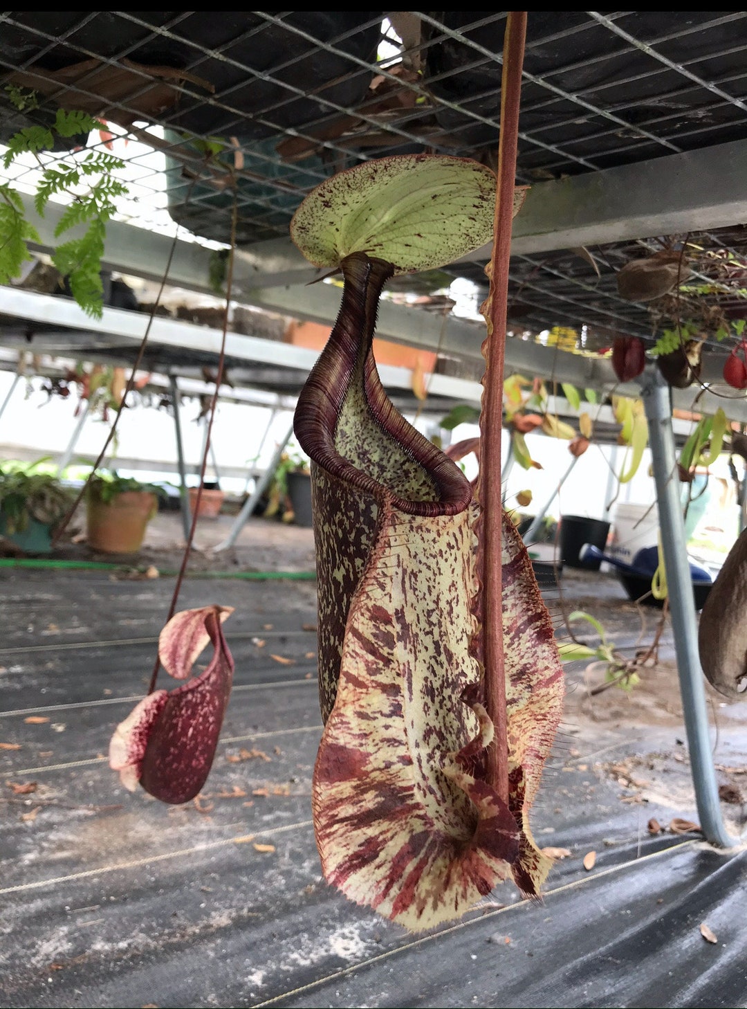 Nepenthes Rafflesiana White X Wing - Large Plant - Etsy