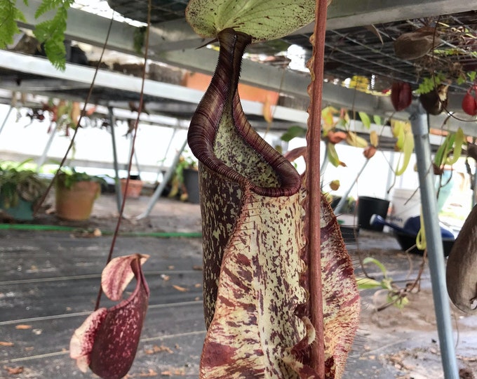 Nepenthes Rafflesiana White X Wing - Large Plant - Etsy