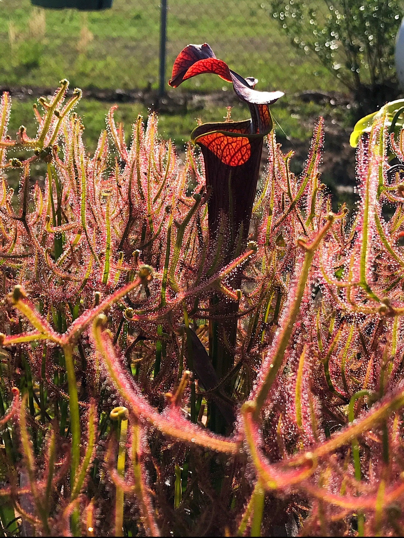 Fork Leaf Sundew Drosera Binata Multifida, Large Plant - Etsy