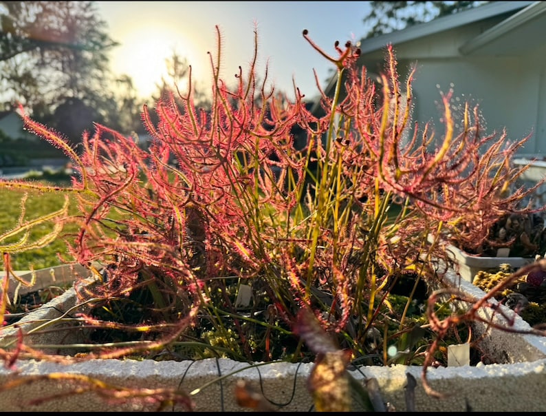 Fork Leaf Sundew Drosera Binata Multifida, Large Plant - Etsy