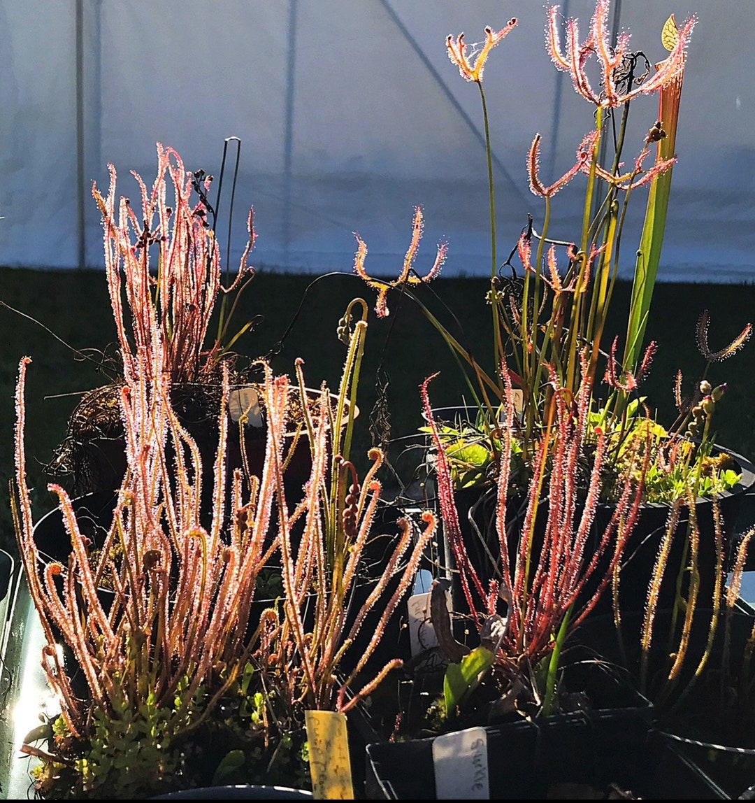 Thread Leaf Sundew- Drosera Filiformis ‘florida Red’ - Etsy