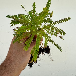 Asian Sensitive Plant (biophytum Sensitivum) - Plants Available - Etsy