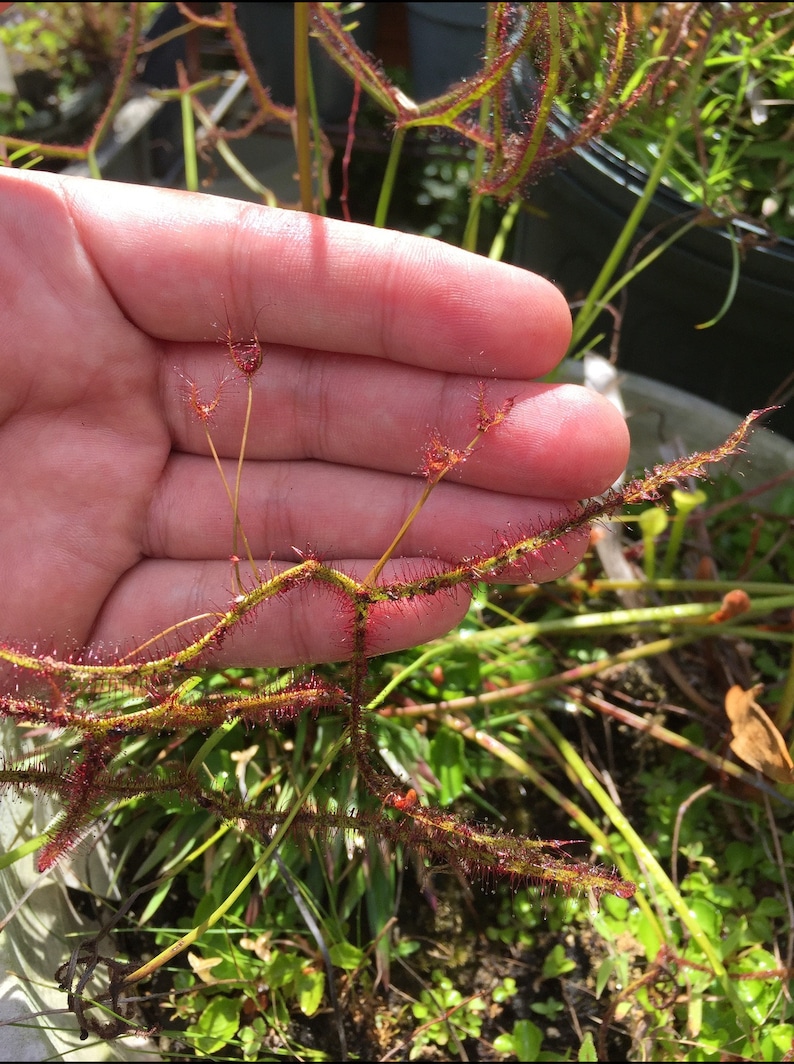 Fork Leaf Sundew Drosera Binata Multifida, Large Plant - Etsy