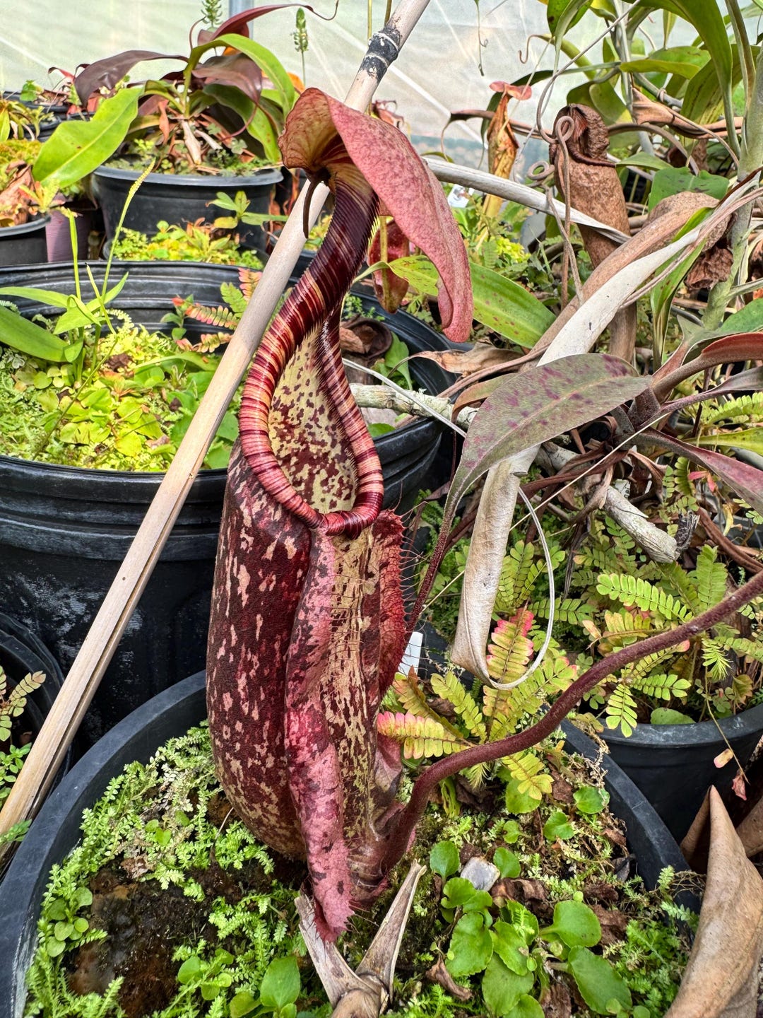 Nepenthes Rafflesiana Elongated X Dark - Seed Raised Plants - Etsy