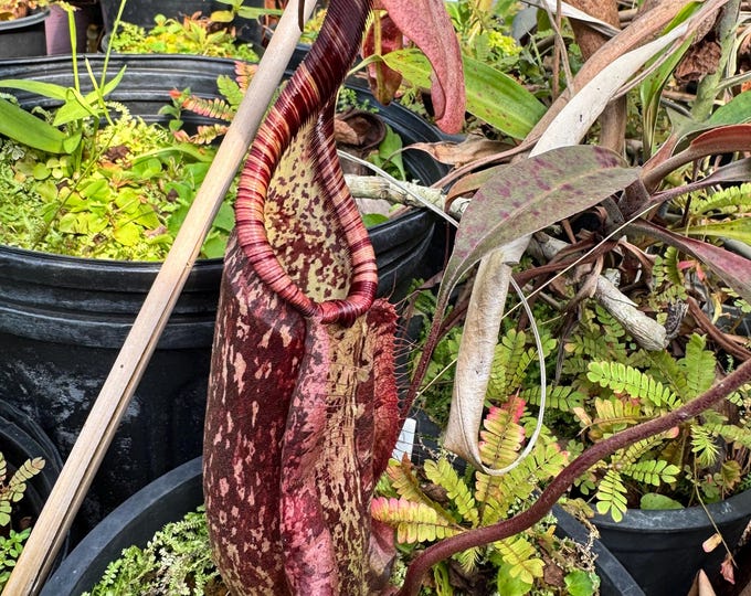 Nepenthes Rafflesiana Elongated X Dark - Seed Raised Large Plant - Etsy