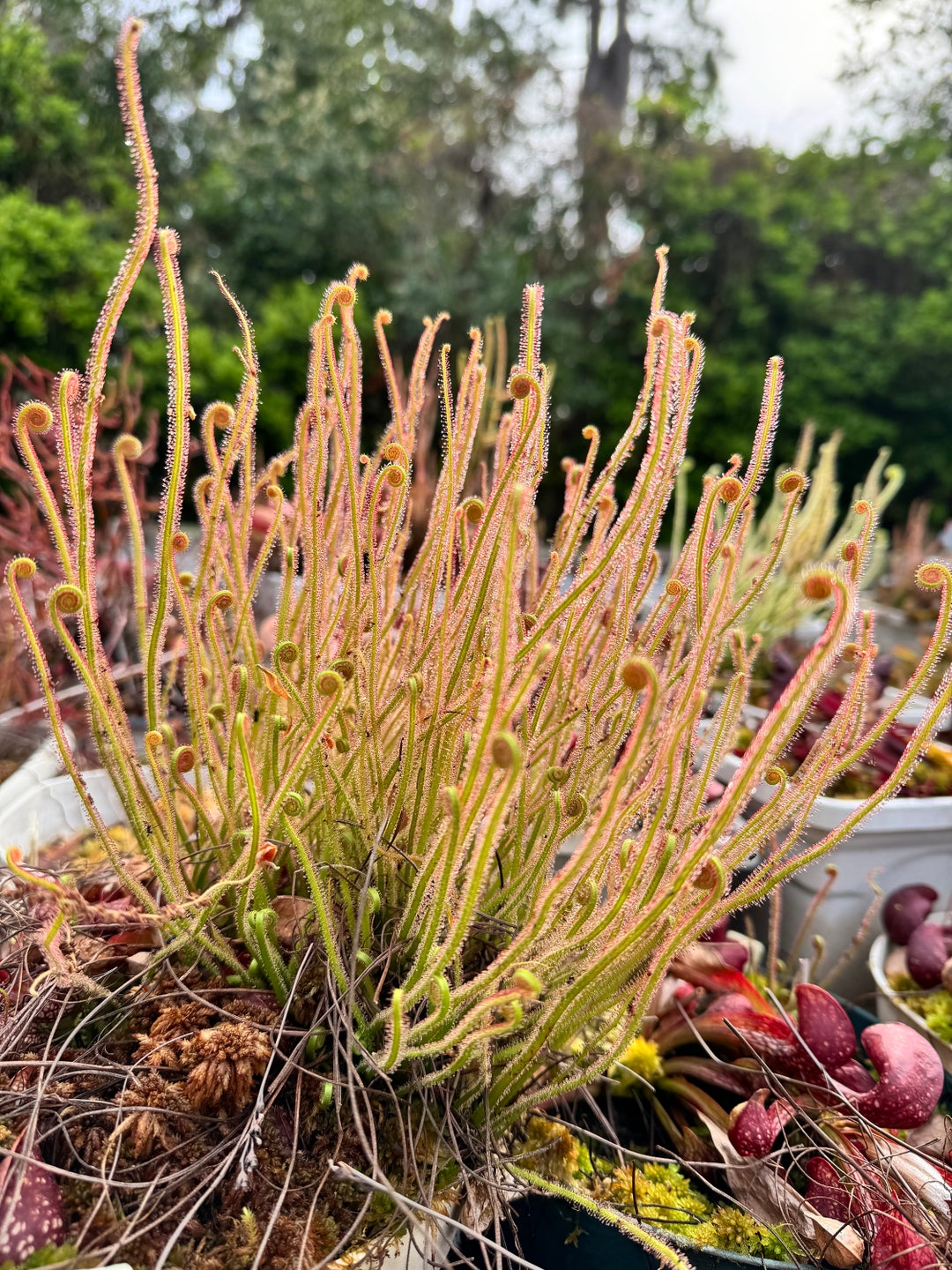 Thread Leaf Sundew- Drosera Tracyi X Filiformis - Etsy