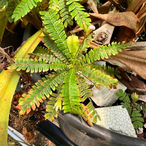 Asian Sensitive Plant (biophytum Sensitivum) - Plants Available - Etsy