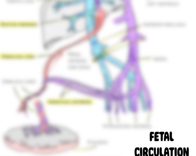 Fetal Circulation Illustration | Nursing Notes | RT Notes | NICU Notes ...