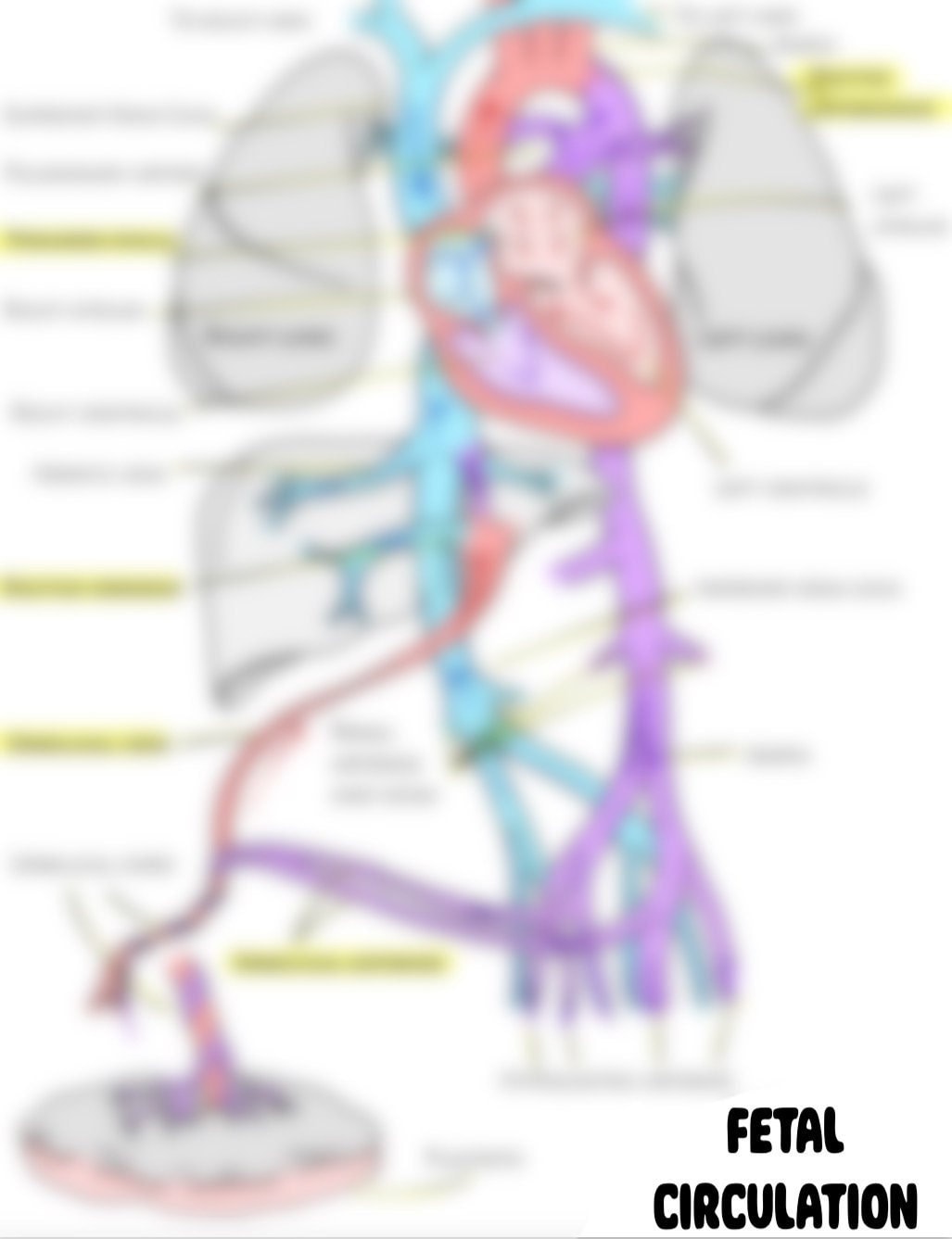 Fetal Circulation Illustration Nursing Notes RT Notes NICU Notes - Etsy