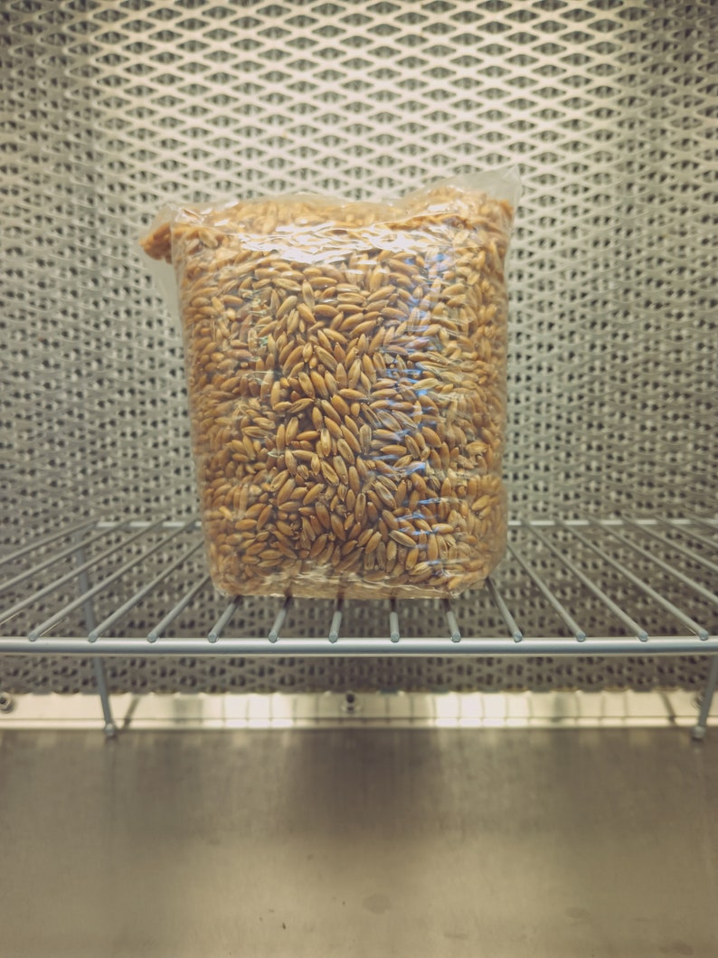 2lb Grain Spawn Bag - Etsy