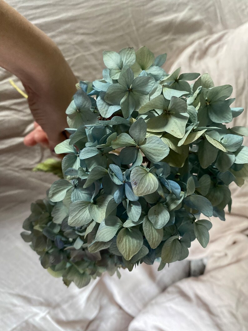 Real Beautiful Blue Dried Hydrangeas - Etsy
