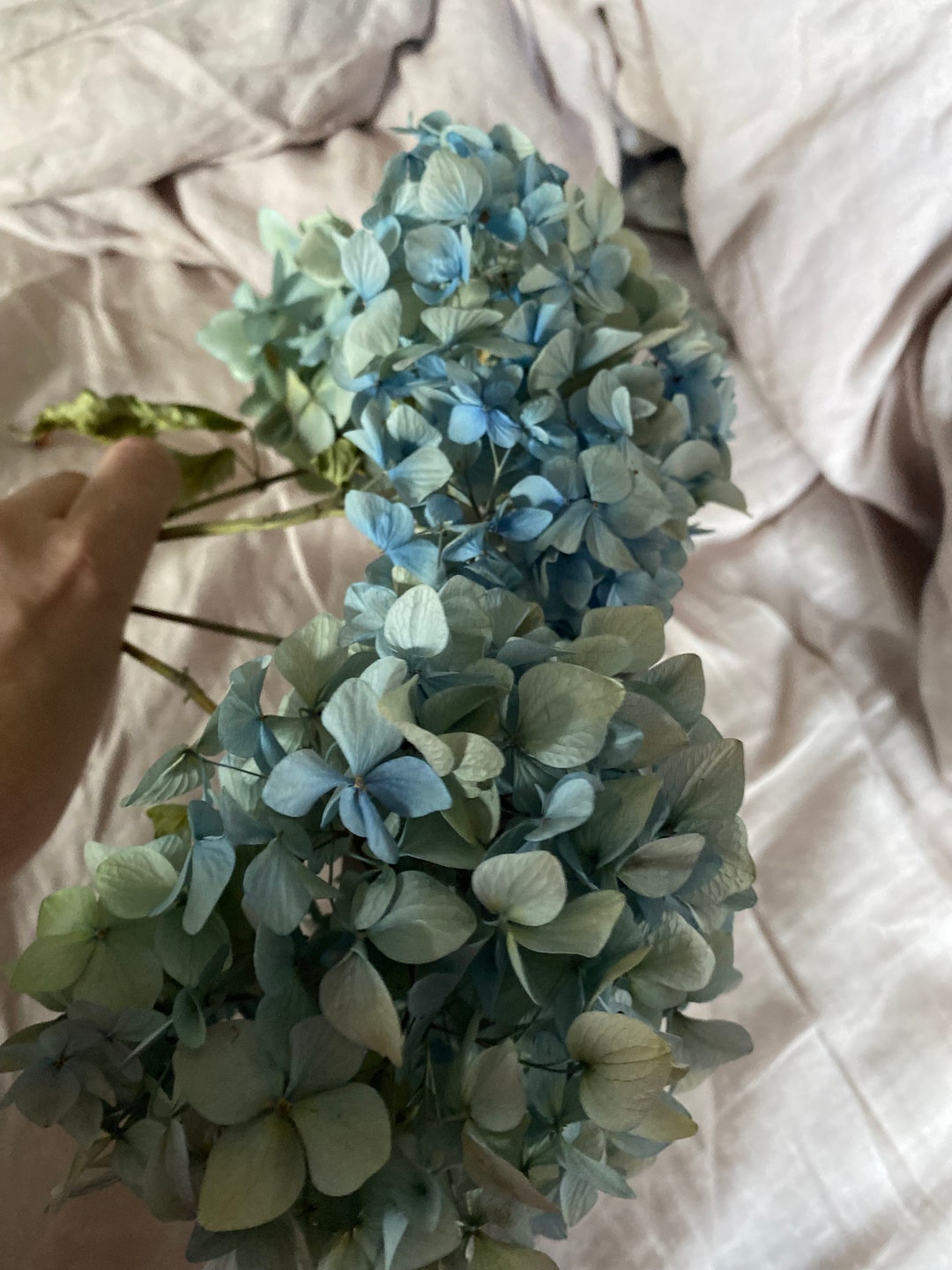 Real Beautiful Blue Dried Hydrangeas - Etsy