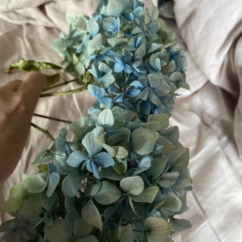 Dried Hydrangea - Etsy