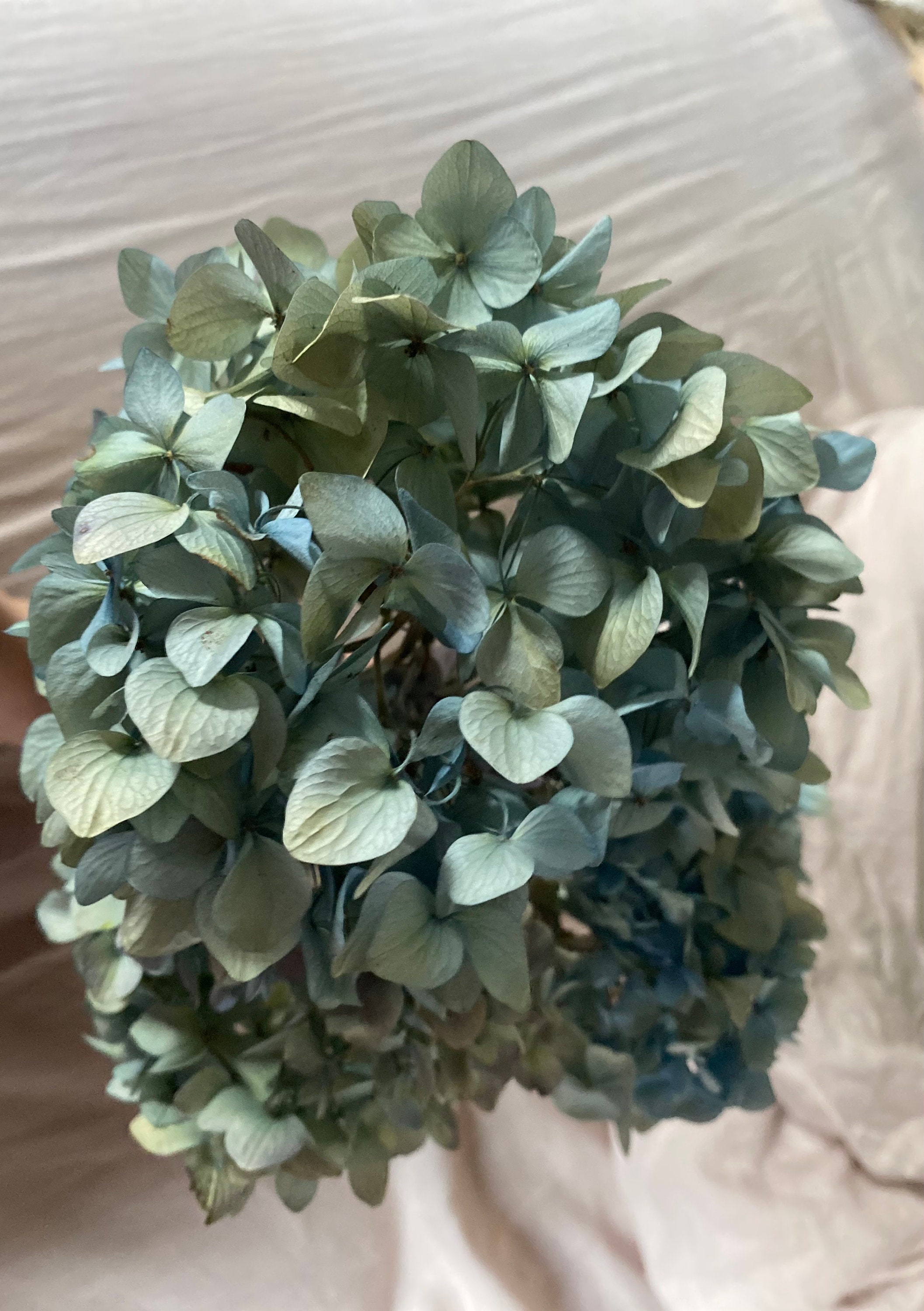 Real Beautiful Blue Dried Hydrangeas - Etsy