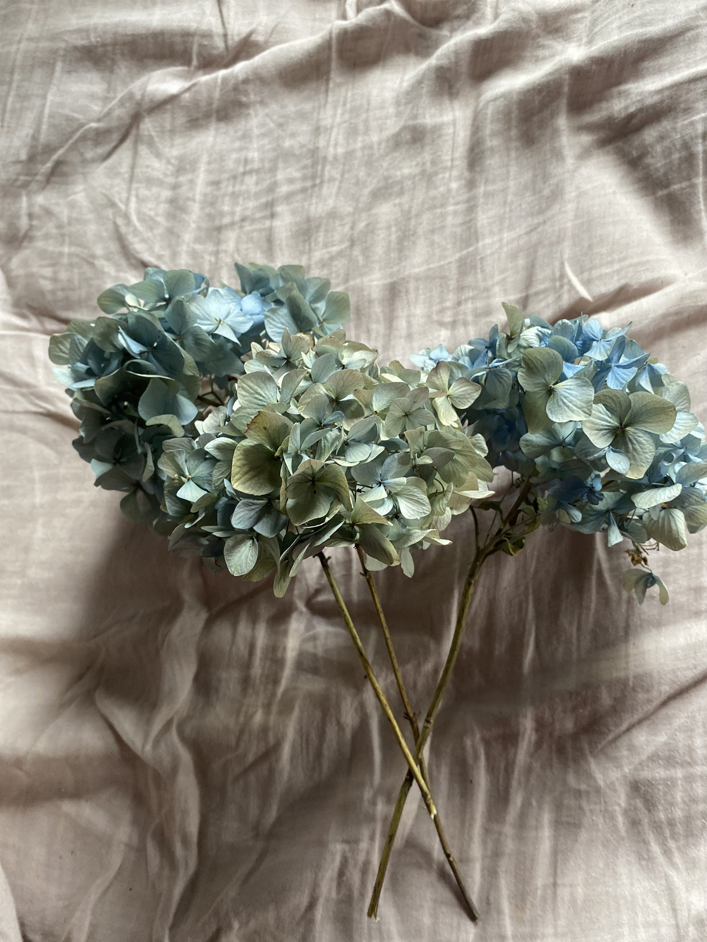 Real Beautiful Blue Dried Hydrangeas - Etsy