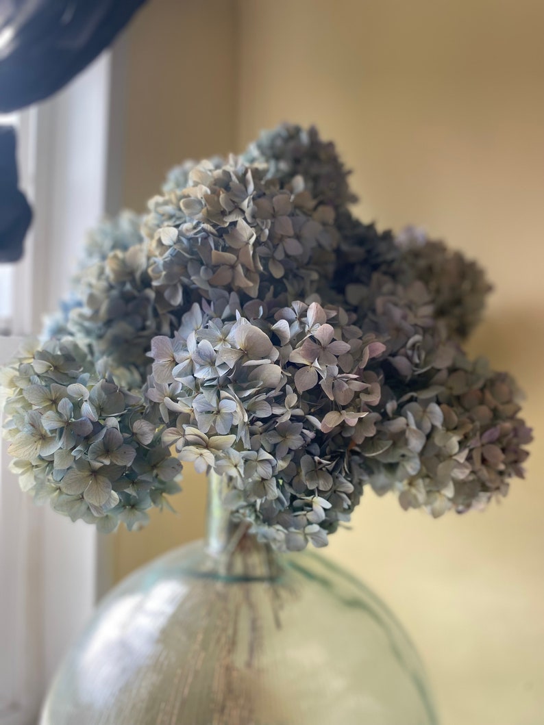 Real Beautiful Blue Dried Hydrangeas - Etsy