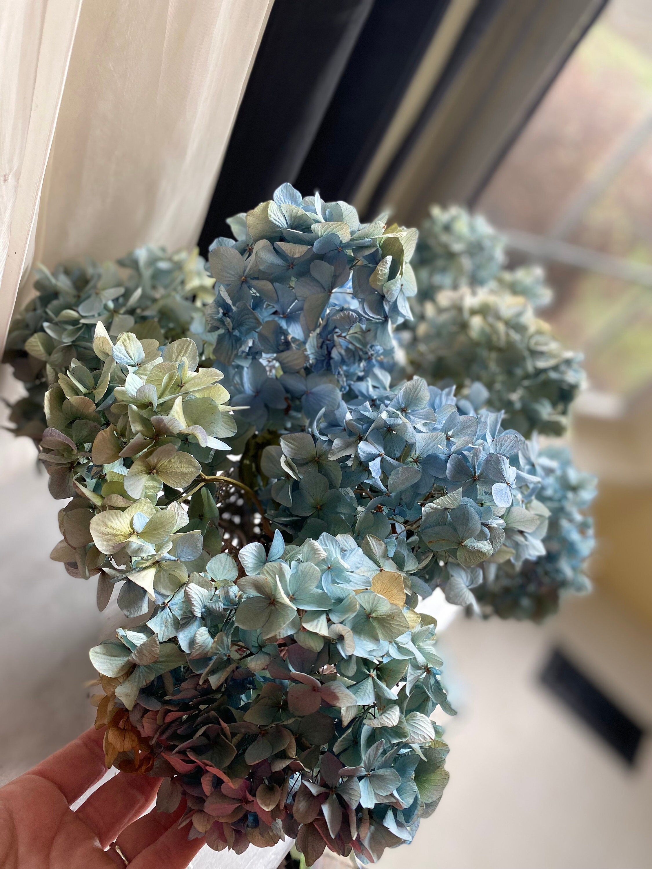 Real Beautiful Blue Dried Hydrangeas - Etsy