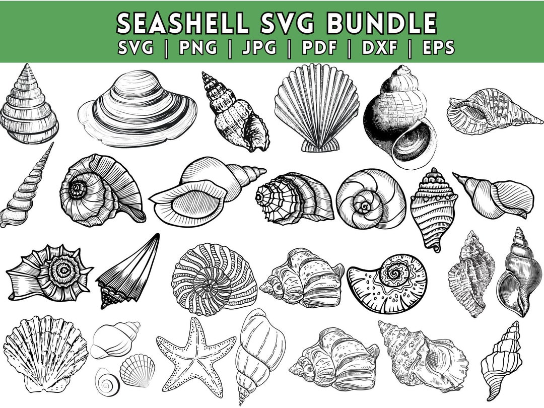 Seashell SVG Bundle, Seashell PNG Bundle, Seashell Clipart, Seashell ...