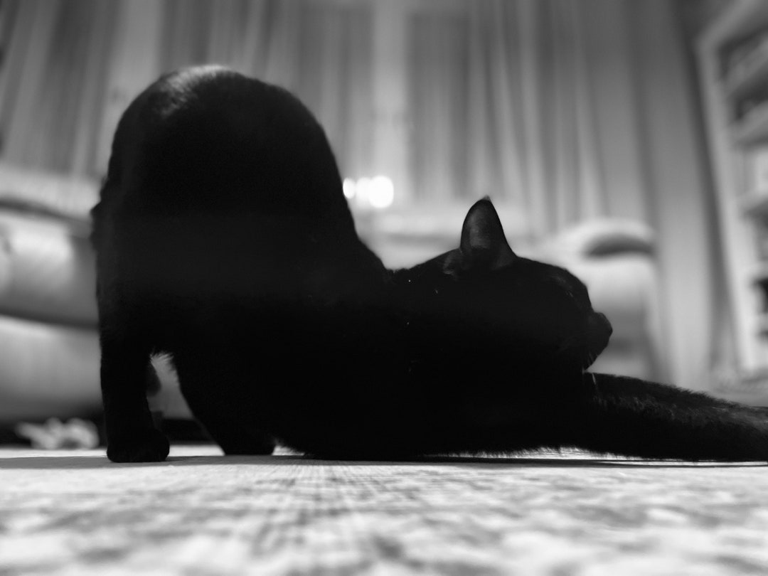 The Cat Stretch - Etsy