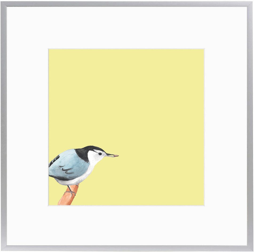 White-breasted Nuthatch Bird Art Print - Etsy