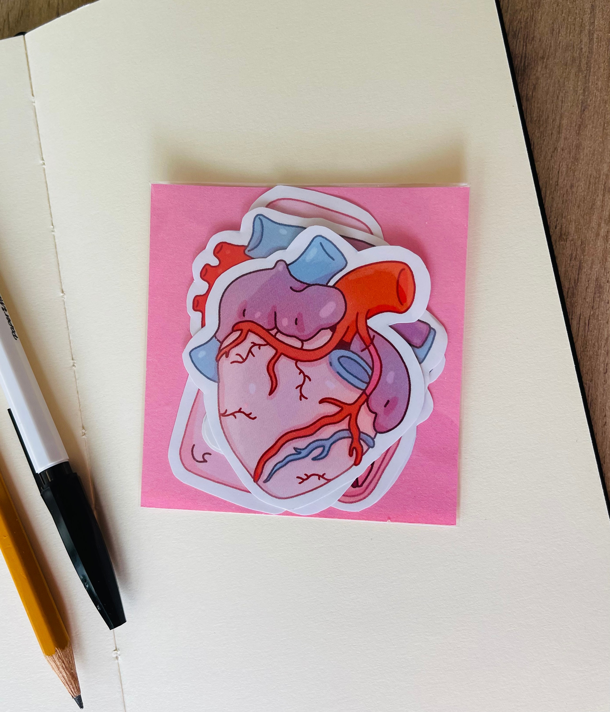 Heart Anatomy Stickers - Etsy
