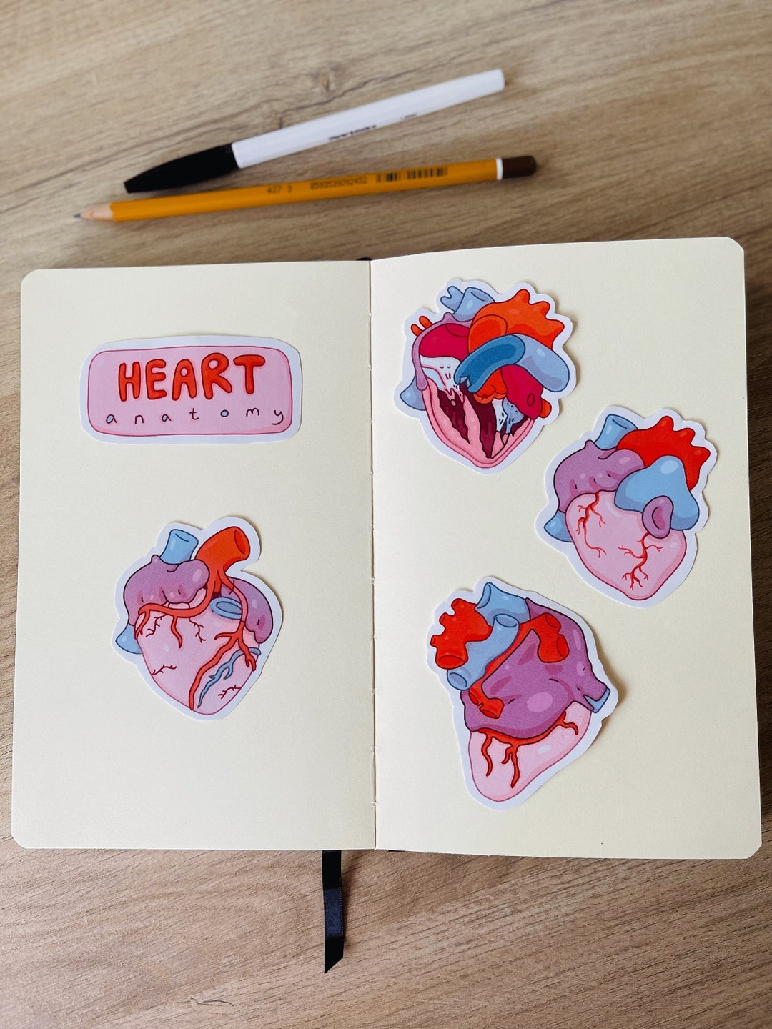 Heart Anatomy Stickers - Etsy