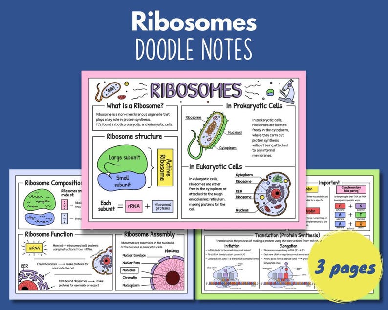 Ribosomes Doodle Notes Printable | Protein Synthesis Notes | Biology ...